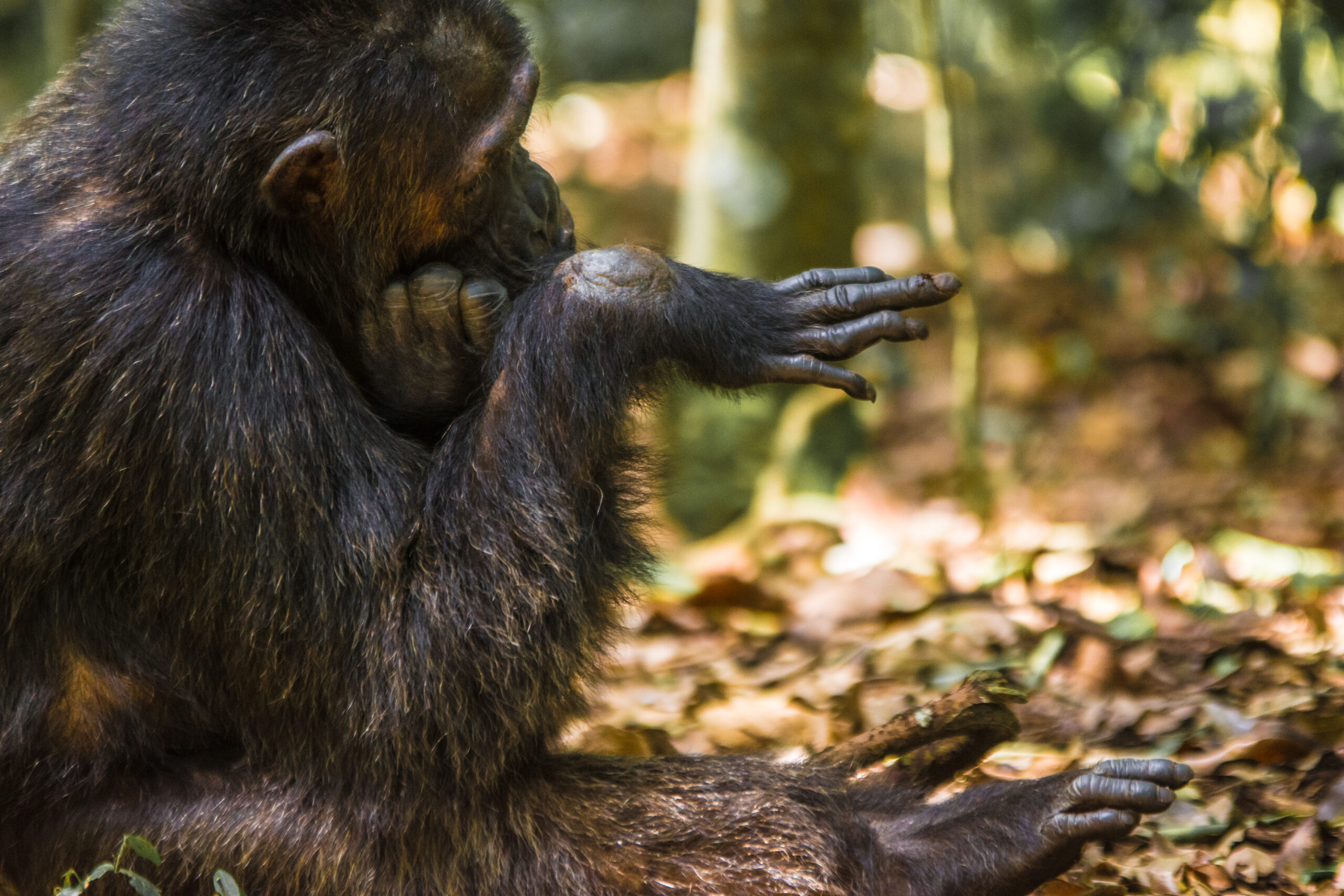 8 Days Rwanda Uganda Primate Safari - chimp trails Africa